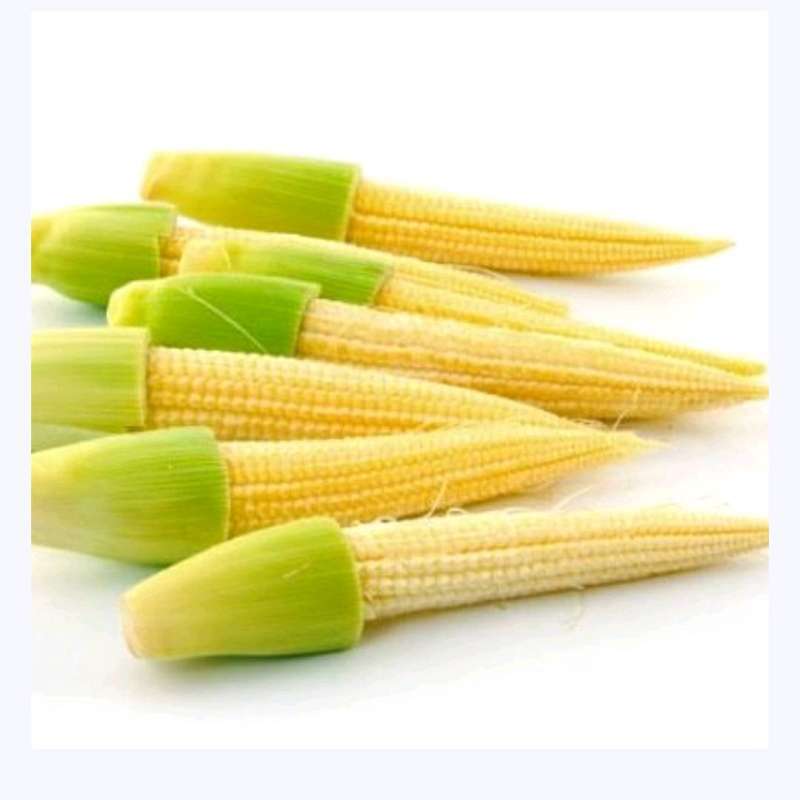 Jual Jagung Putren/ Jagung Muda 1 Pack Di Seller Freska Sayur - Jl ...