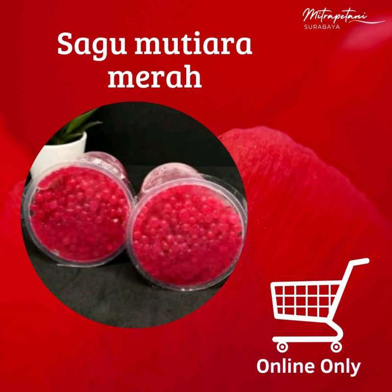 Sagu Mutiara Merah Gratis Ongkir 🏷️ Harga Murah Oktober 2025