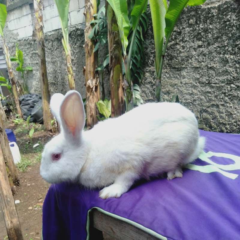 Harga Kelinci Lokal