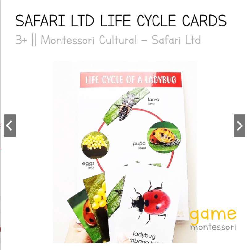 Jual Safari Ltd Life Cycle Cards di Seller GAME Montessori - GAME ...
