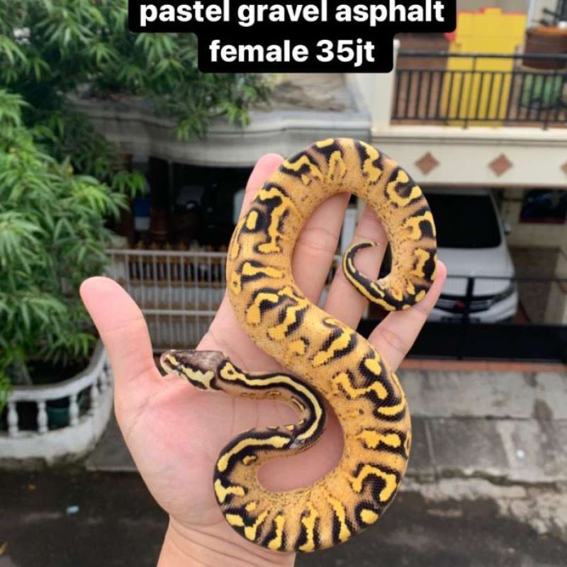 Promo Ball python asphalt gravel pastel female / ball python pavement ...