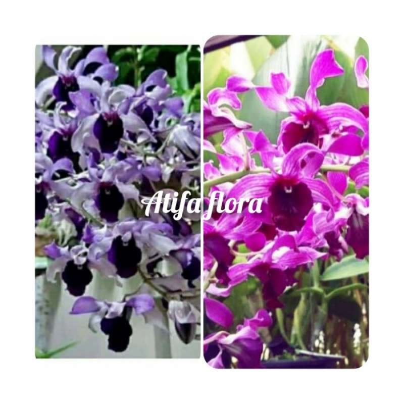 Promo Anggrek Dendrobium Inaraya Blue& Red Paket 2 Dewasa Diskon 23% di ...