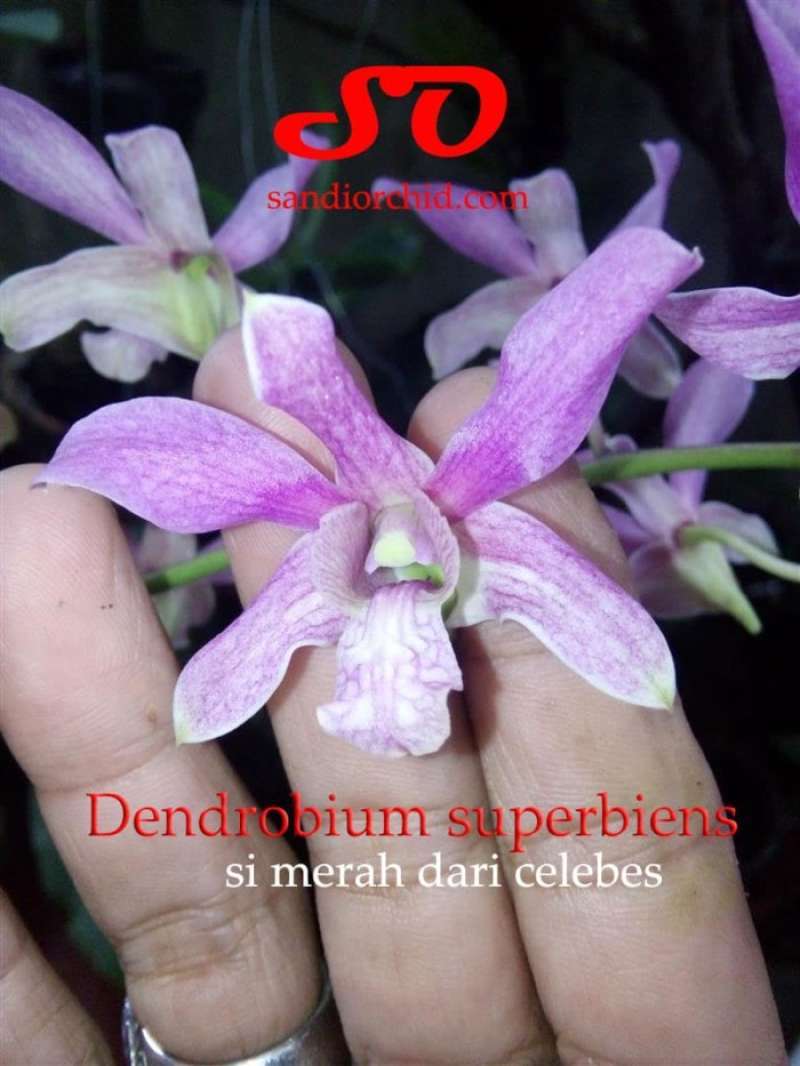 Promo Dendrobium Superbiens Diskon 23% di Seller Melangit - Kedoya ...