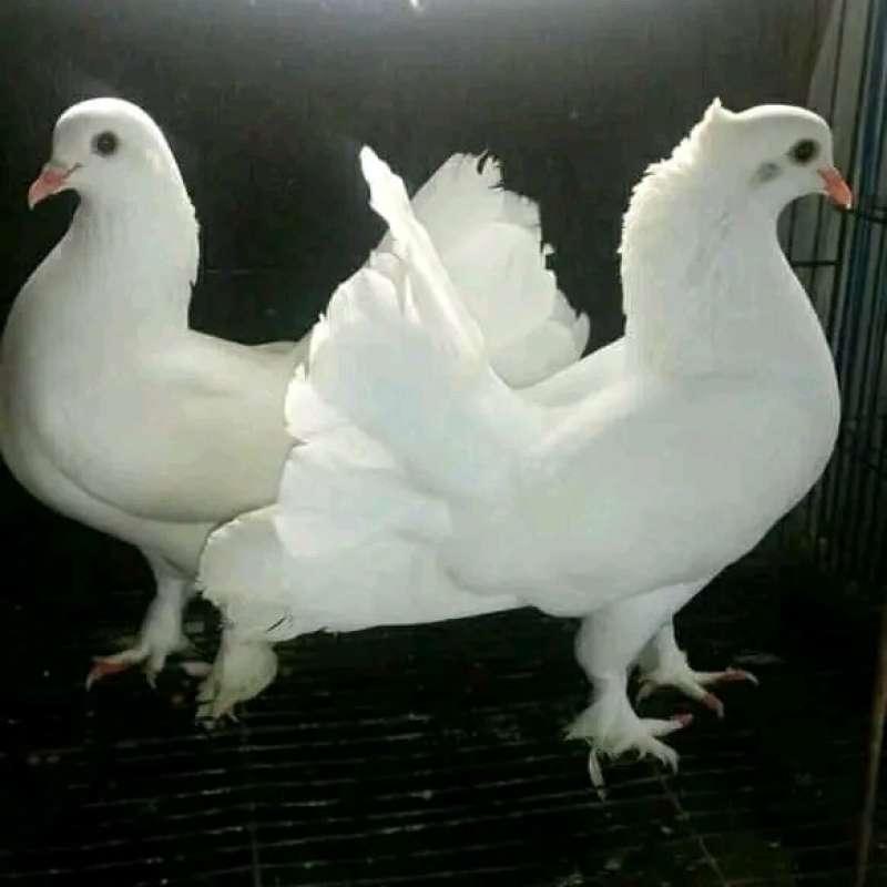 Burung Merpati Kipas