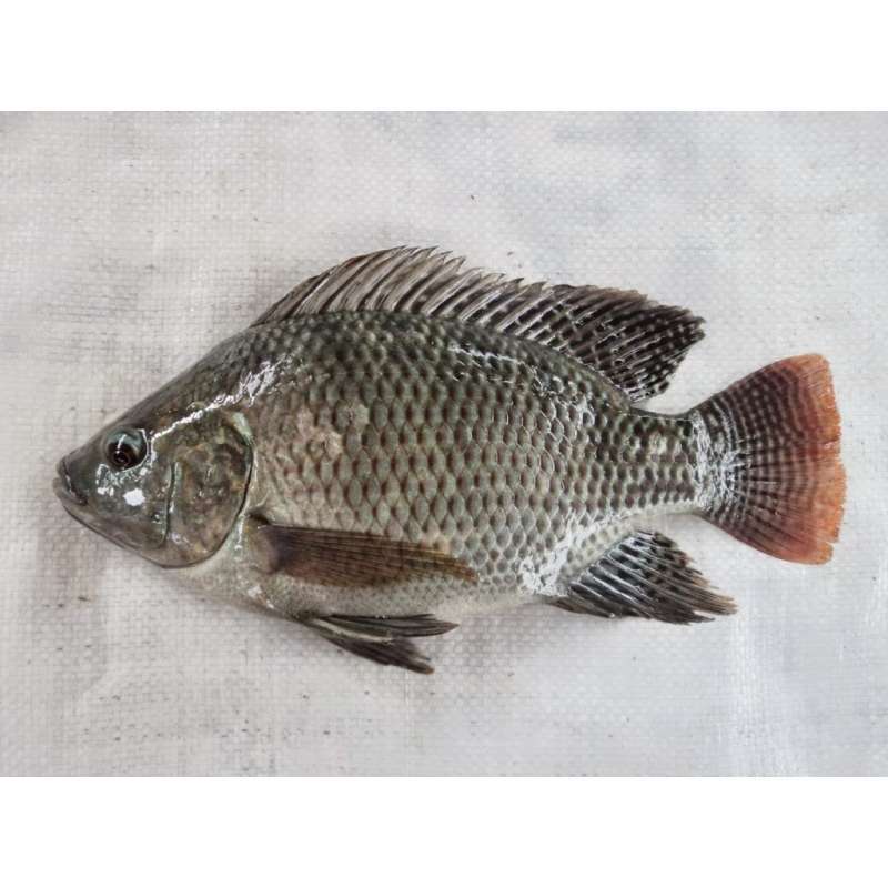 Jual Ikan Nila/Ikan Nila Hidup/Ikan Nila Segar/Ikan Nila Merah/Ikan ...