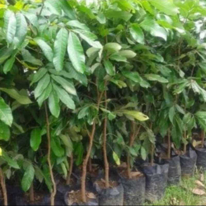 Pohon Rambutan Rapiah