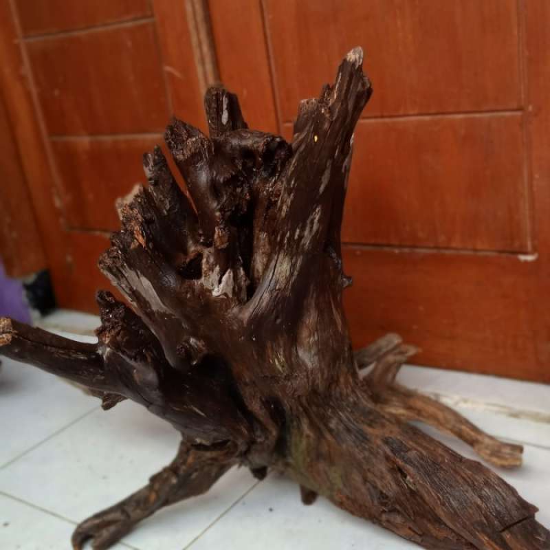 Promo Kayu Rentek Aquascape #157 Diskon 26% Di Seller Goofy Petshop ...