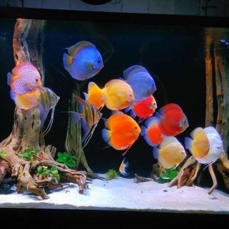 Promo paket ikan discus 3 inc / ikan discus / paket ikan discus Diskon ...