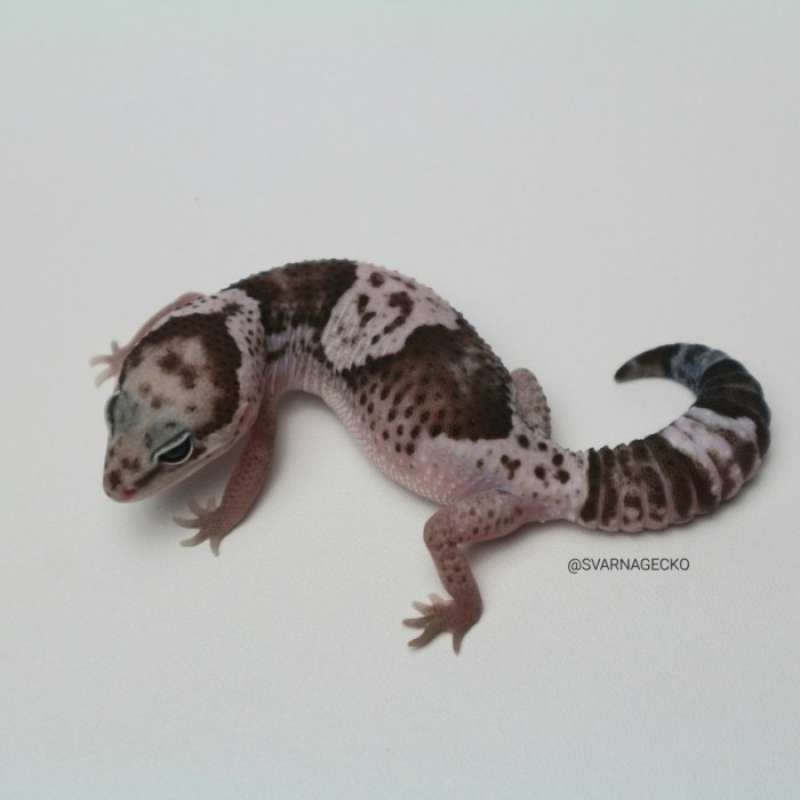 Promo Oreo Aft Gecko / F Diskon 33% Di Seller Amor One Store - Koja ...