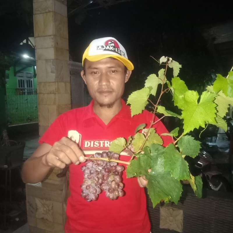 Promo Bibit Anggur Varietas Jupiter Diskon 23% di Seller Melangit ...