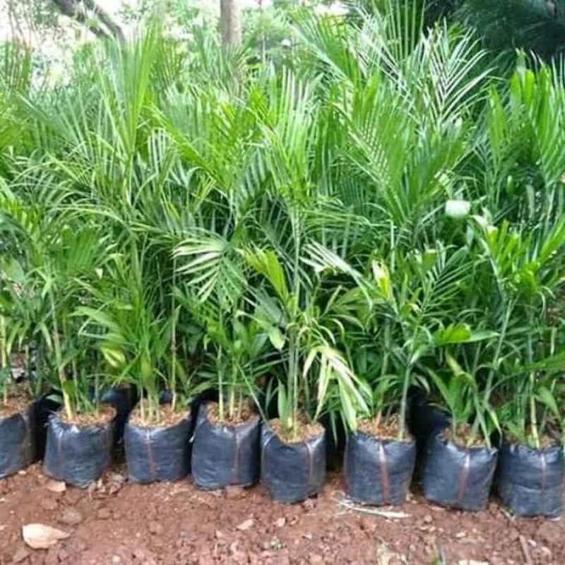Promo Pohon Palm Komodoria Diskon 23% di Seller Melangit - Kedoya Utara ...