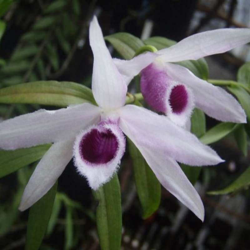 Promo Dendrobium Anosmum Var Huttoni Diskon 23% di Seller Melangit ...
