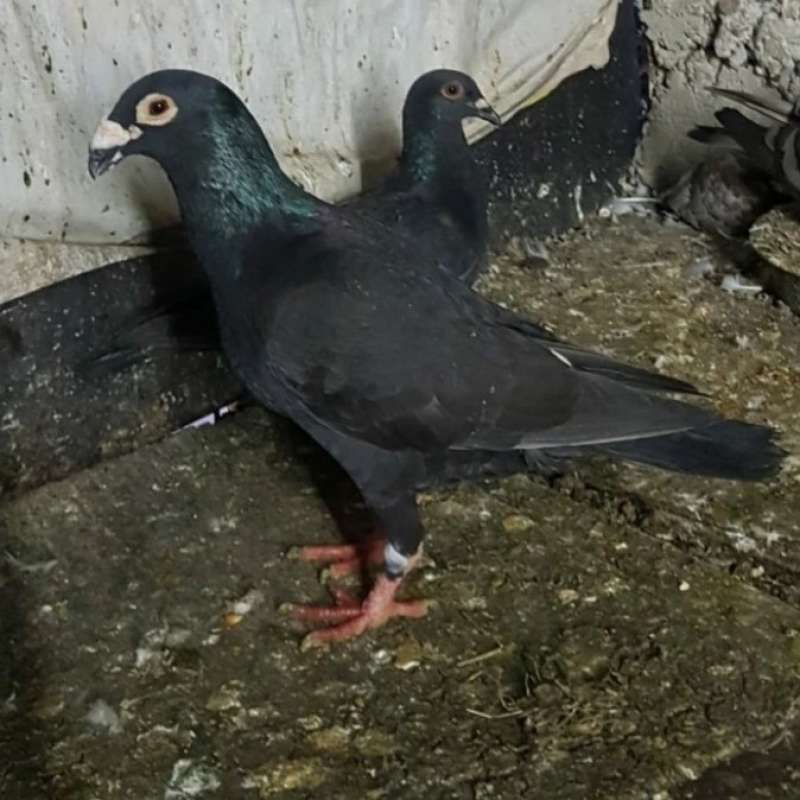 Burung Merpati Hitam