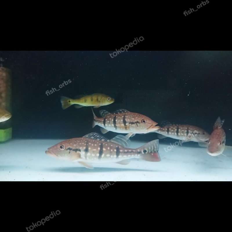 Jual Hiasan Aquarium Temensis Vene di Seller Goofy Petshop - Pinangsia ...