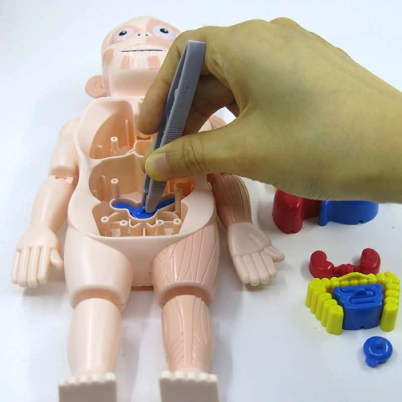Jual Mainan Anak Anatomi Badan Manusia Human Body Toys For Children Di ...