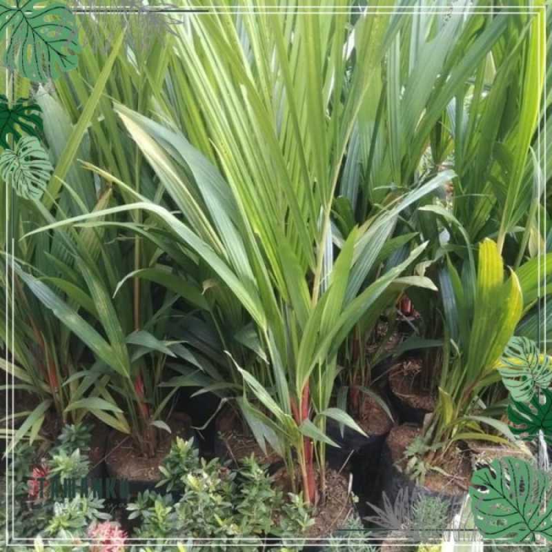 Promo Pohon Palem Merah Palm Merah Tanaman palem Merah Tinggi 1 Meter ...