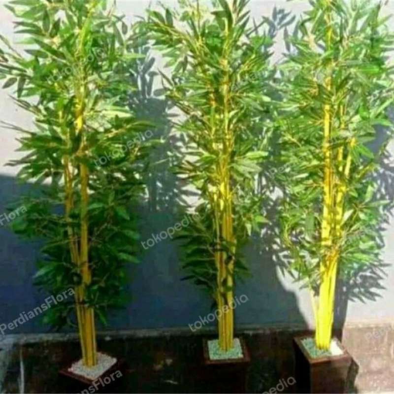 Promo Bambu Kuning Mini/bambu Kuning Penangkal Gaib Diskon 33% Di ...