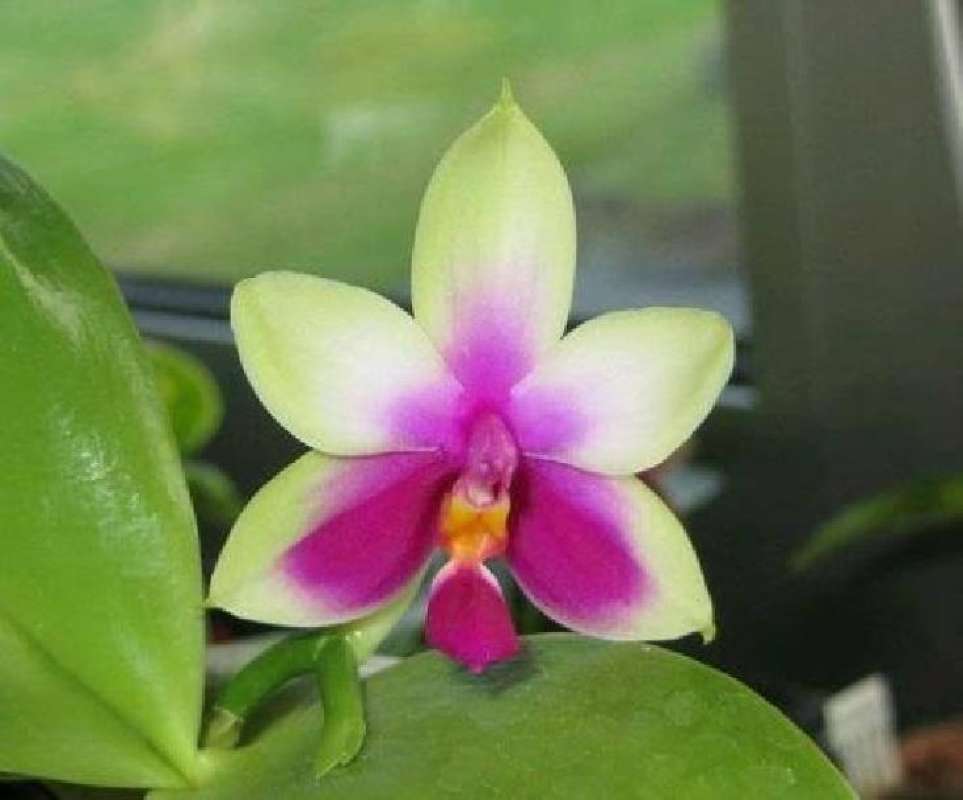 Jual Anggrek Phalaenopsis Bellina Size Remaja Di Seller Omah Anggrek T ...