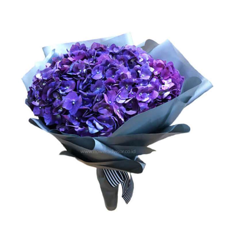 Jual Bunga Hydrangea Freshcut Segar - Hadiah Wisuda, Perayaan ...