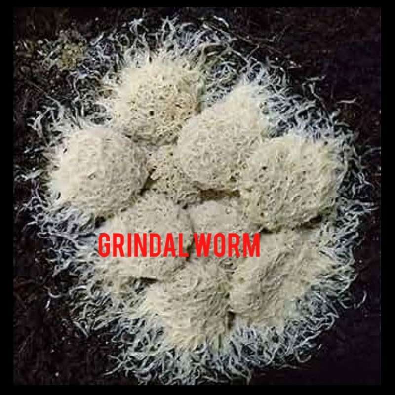 Jual Paket Kultur Starter Grindal Worm Terlengkap Di Seller Aghanim ...