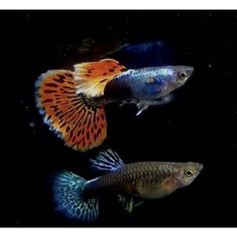 Jenis Ikan Guppy Serta Keindahan Warna dan Ekor yang Memukau