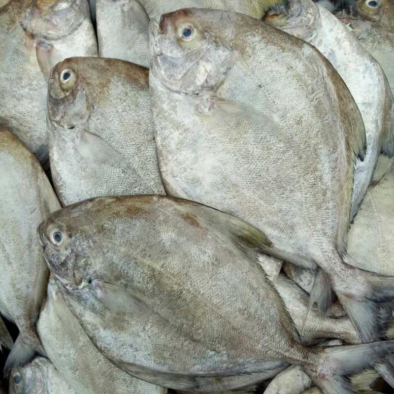 Jual Ikan Dorang - 500 Gram Di Seller Ainiseafood - Wonokusumo, Kota ...