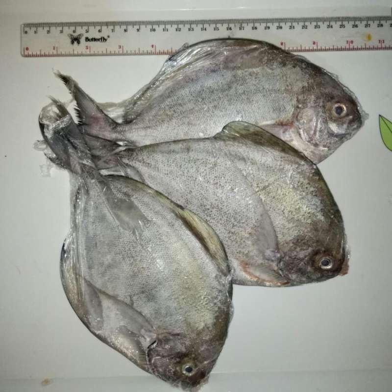 Jual Ikan Dorang - 500 Gram Di Seller Ainiseafood - Wonokusumo, Kota ...