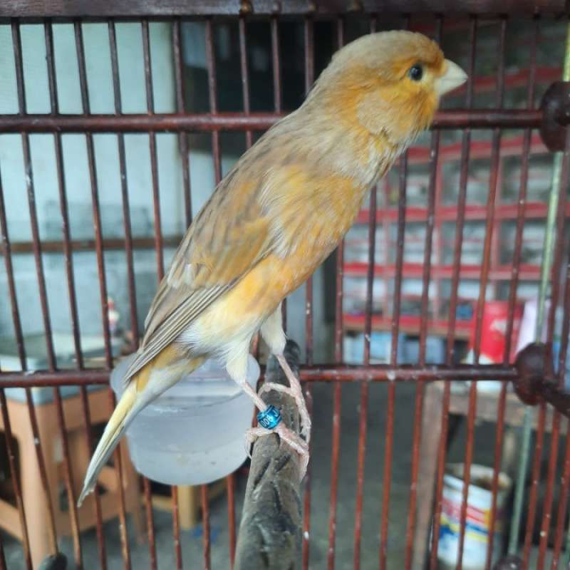 Harga Burung Kenari F1