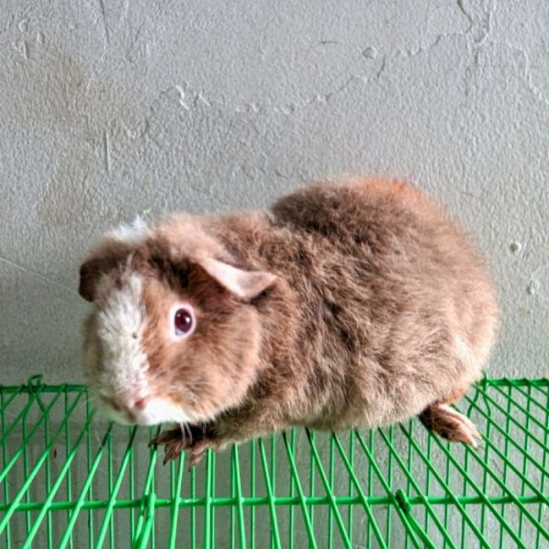 Jual Guinea Pig/marmut/kelinci Tedy Jinak Murah Di Seller Aaron - Kebon ...