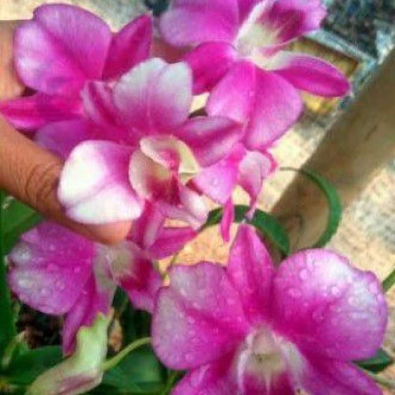 Promo Anggrek Dendrobium Sripatum Splash Dewasa/Spike Perumpun Diskon 23% di Seller Melangit ...
