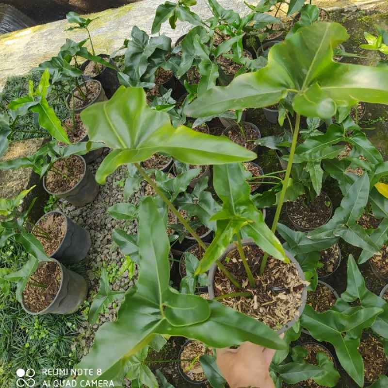 Promo Philodendron Angela Original Ekspor Diskon 23% di Seller Melangit ...