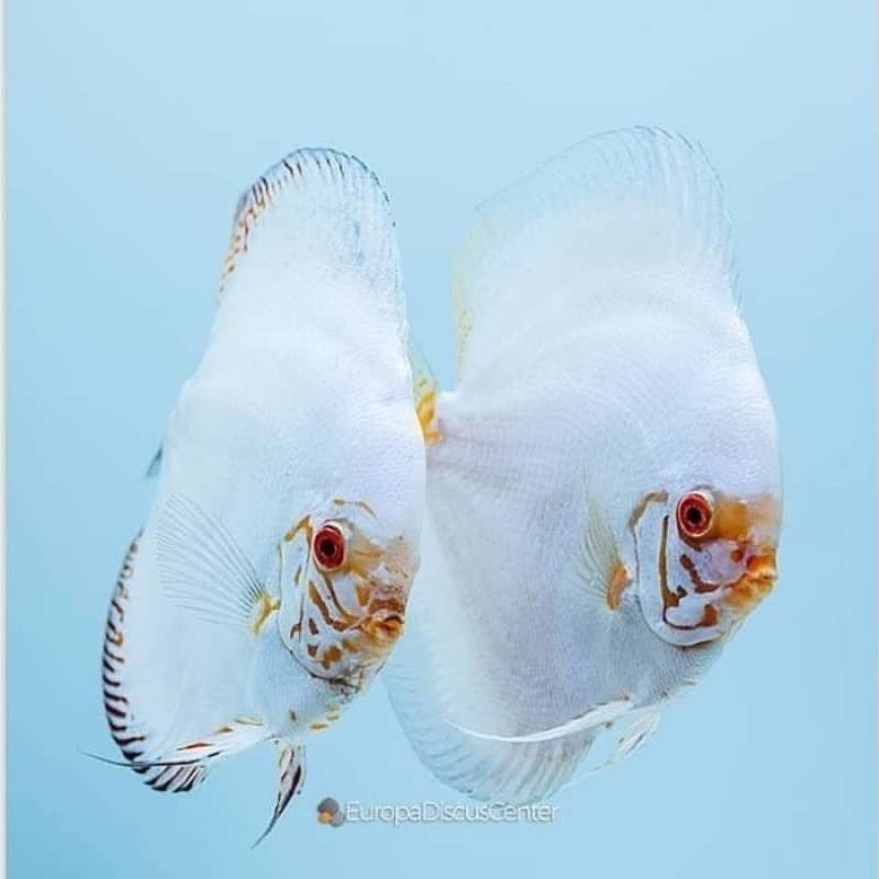 Promo Ikan Discus White Butterfly / Discus White Butterfly / Discus ...