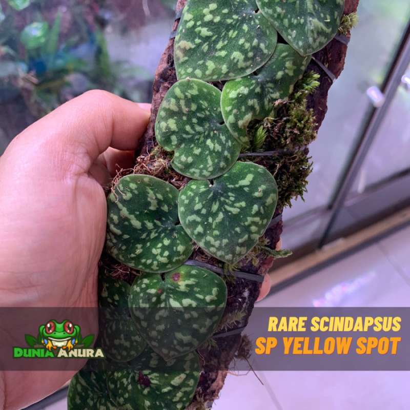 Promo Tanaman Vivarium Scindapsus pictus sp yellow spot - Borneo Diskon ...