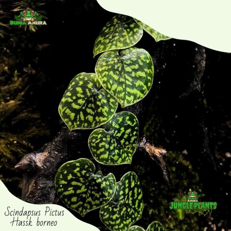 Promo Tanaman Vivarium Scindapsus pictus sp yellow spot - Borneo Diskon ...