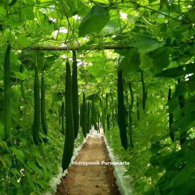 Jual Benih Oyong Hibrida CARISSA F1 Isi 10 Gram Cap Bintang Asia PT ...