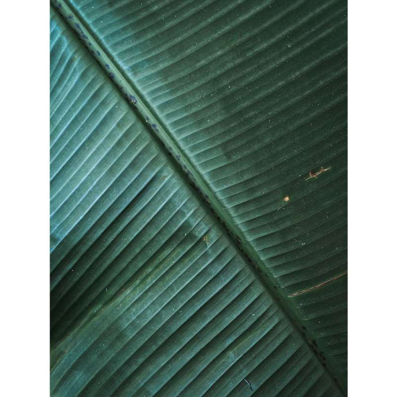 Jual Daun Pisang Segar 1 Ikat | Banana Leaf Leaves | Alas Bungkus Di ...