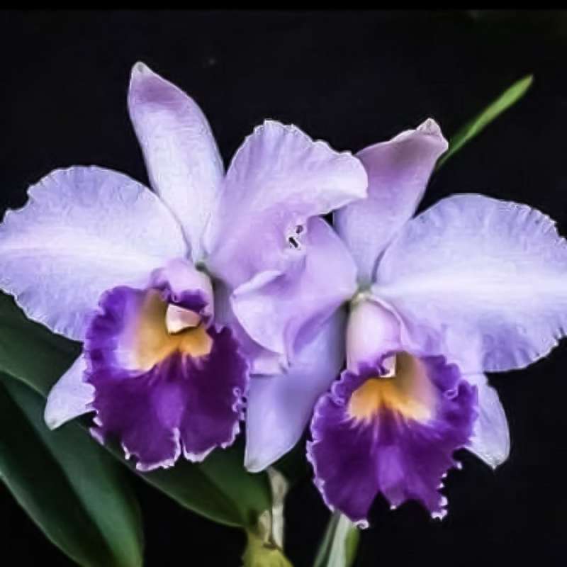 Promo Anggrek Cattleya Lc Hiroshima Melody'blue Geine Dewasa Diskon 26% Di Seller Sakiyem Shop ...