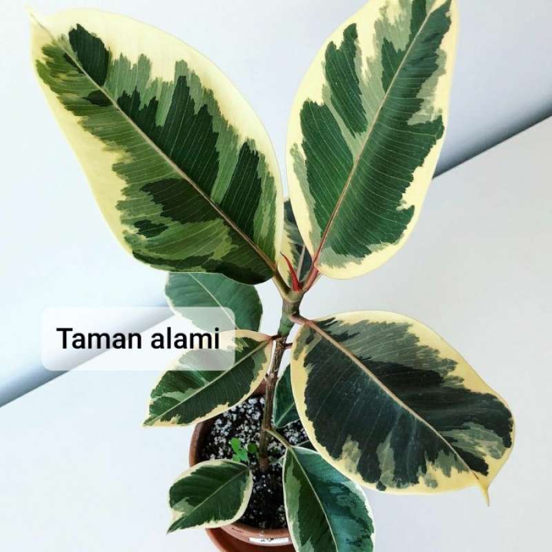 Promo Ficus Elastica Variegata - Tanaman Karet Kebo Variegata Diskon 23 ...