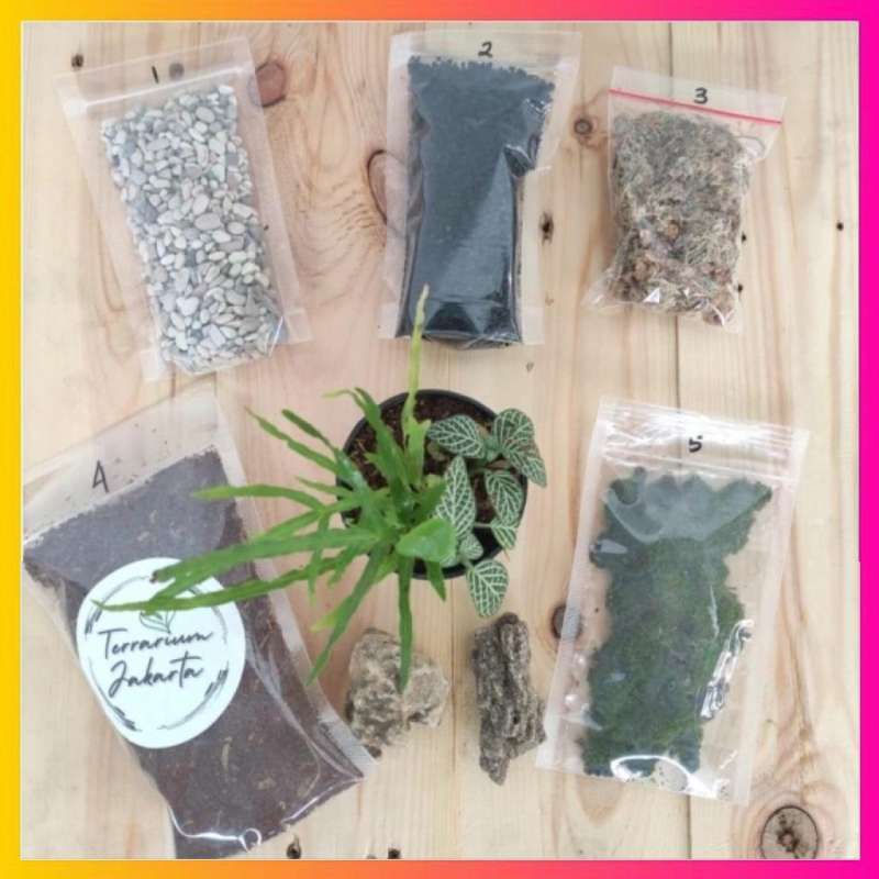 Promo Paket Media Fullseat Terrarium Hutan Mini Beserta Tanaman Tanpa ...