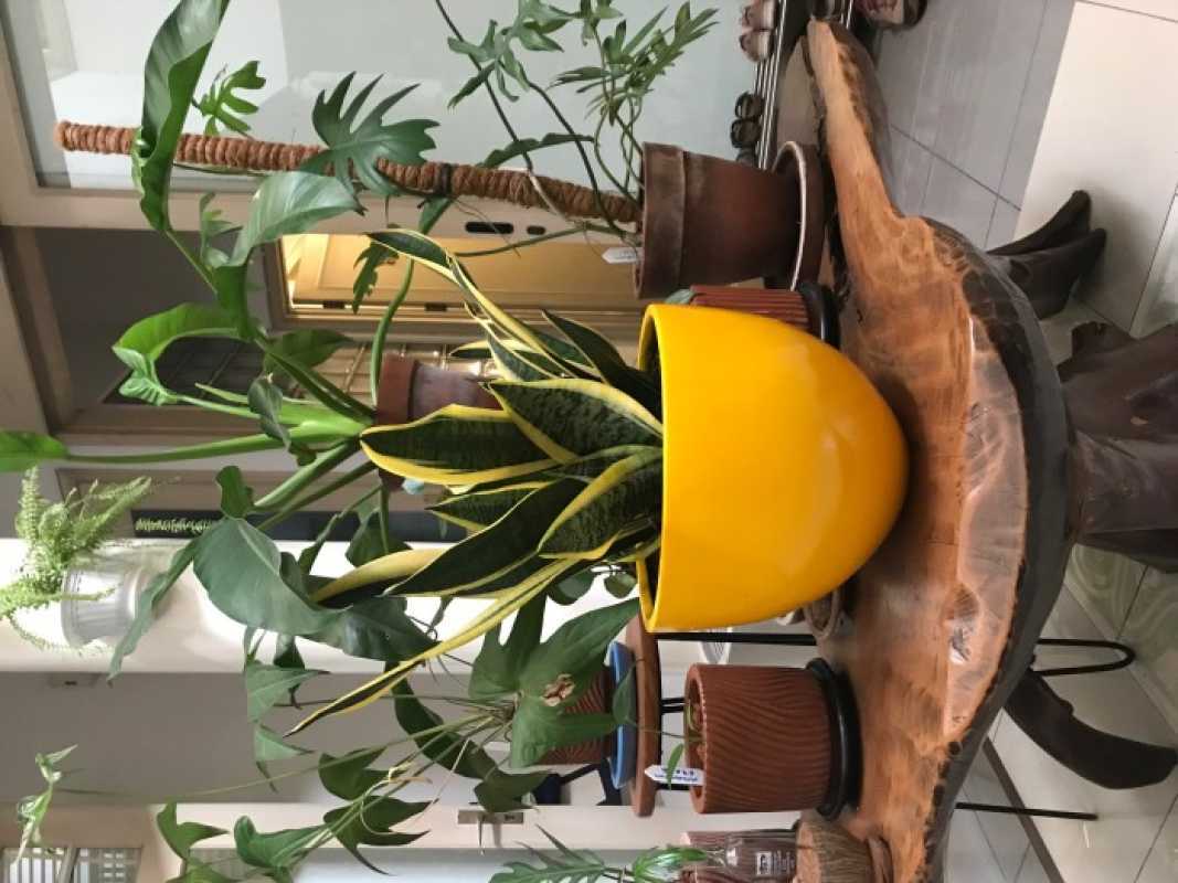 Jual Pot Tanaman Design Minimalis Mewah Bol Warna Kuning Di Seller ...