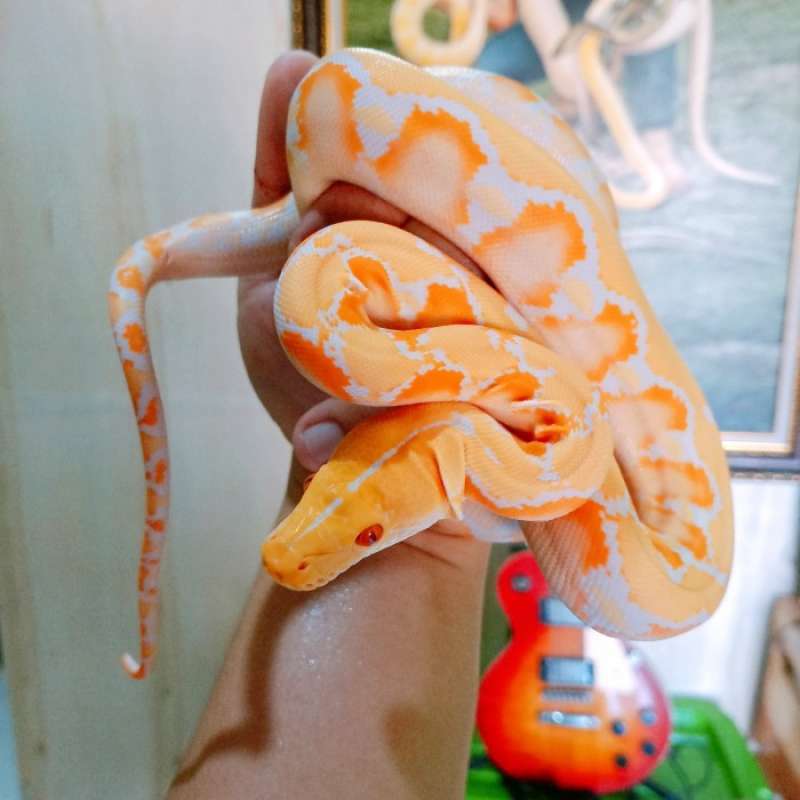 Promo retic albino white phase retic. jinak cakep. Diskon 26% di Seller ...