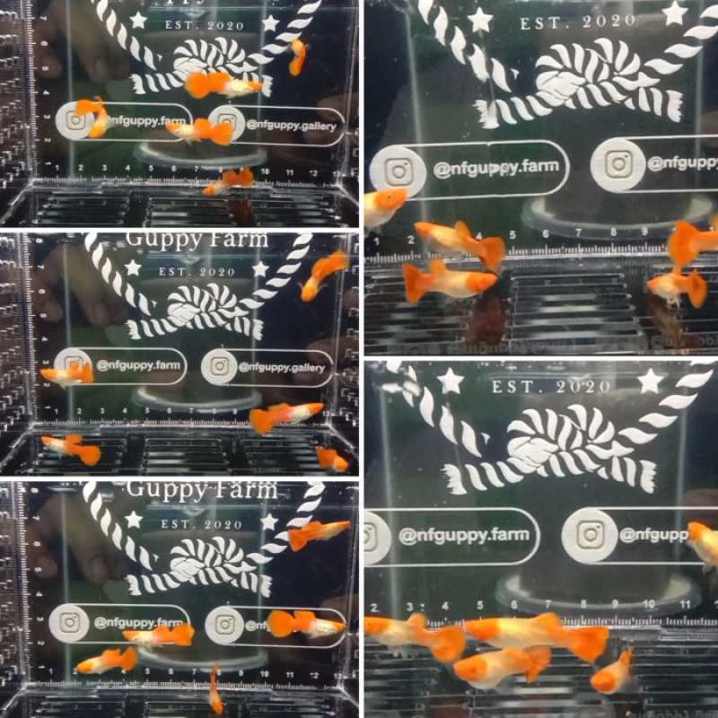 Jual Ikan Guppy Albino Snakeskin Koi | 2 Pasang | Berkualitas | Nf ...