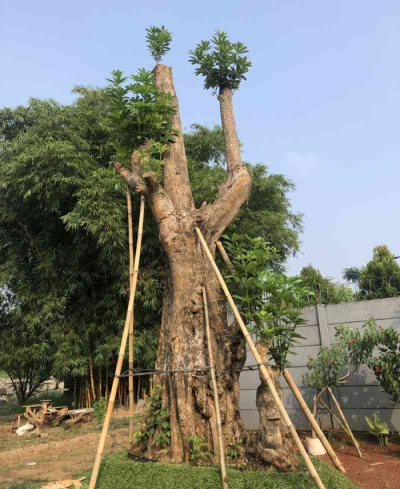 Promo Pohon Pule Fosil || Ready Sesuai Foto Di Atas Diskon 23% di ...