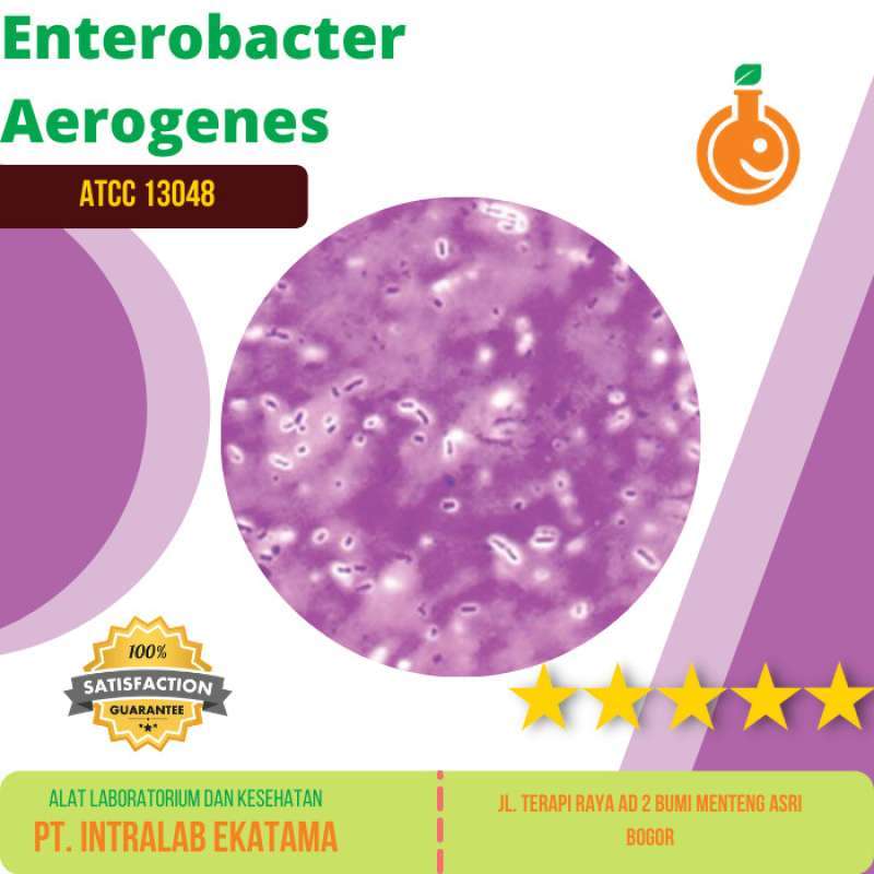 Promo Enterobacter Aerogenes, Strain: Atcc 13048 Diskon 17% Di Seller Mahanani Store 4 - Cikoko ...