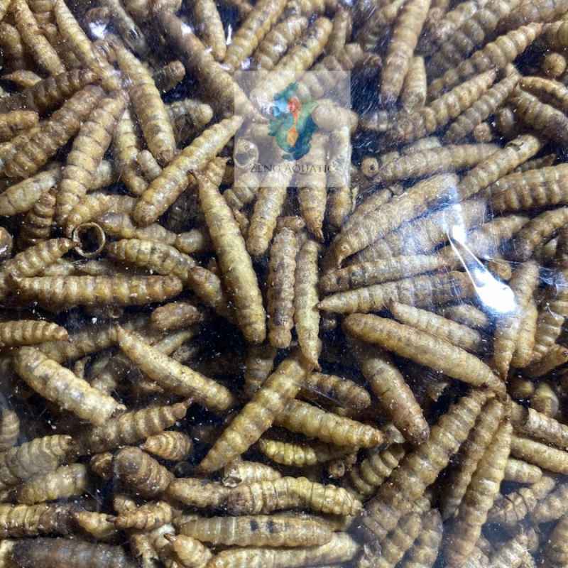 Jual Pakan Ikan Predator Maggot/Magot Kering BSF / Dry Maggot grade B ...