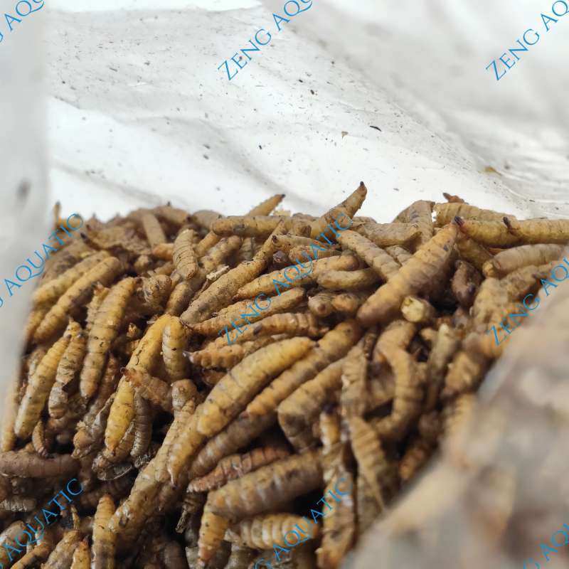 Jual Pakan Ikan Predator Maggot/Magot Kering BSF / Dry Maggot grade B ...