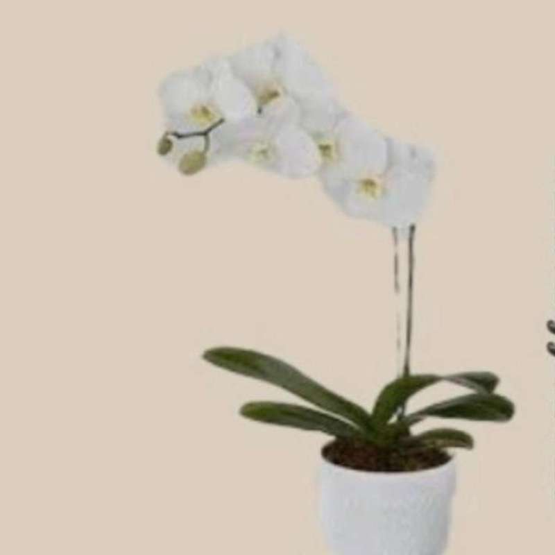 Jual Gift Bunga Anggrek Bulan 💯 Harga Murah & Kualitas Terbaik Februari ...