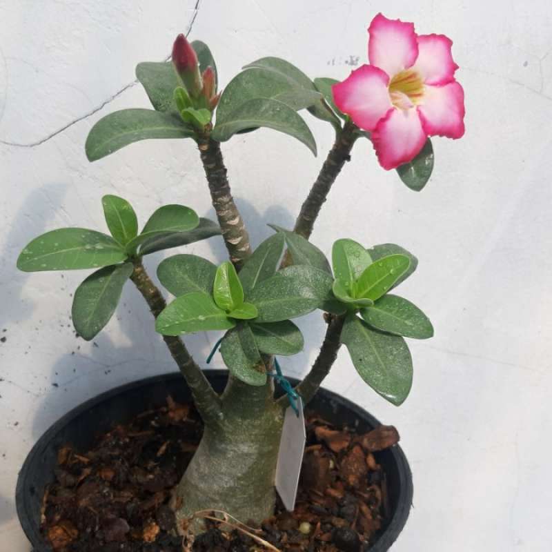 Promo Black Giant Arabicum Adenium Diskon 23% Di Seller Anjangsana ...