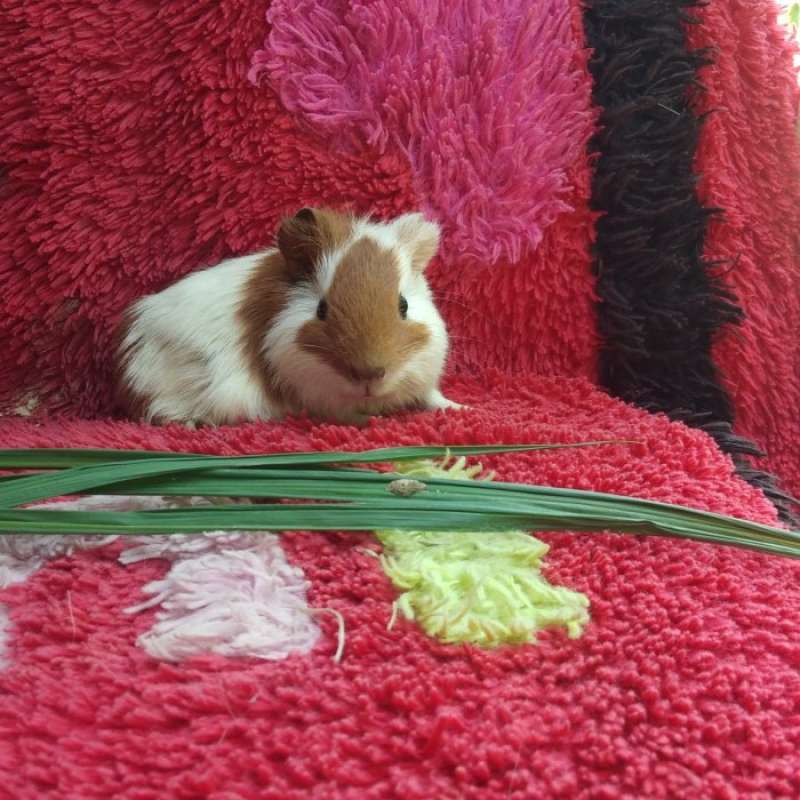 Jual Marmut Cavy Guinea Pig American Lokal Paud Anakan Di Seller ...