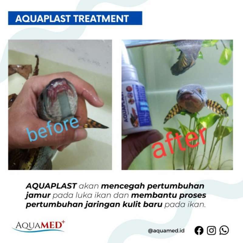 Jual Aquaplast Fish Bandage Obat Luka Ikan Koi Arwana Ulcer Bakteri ...